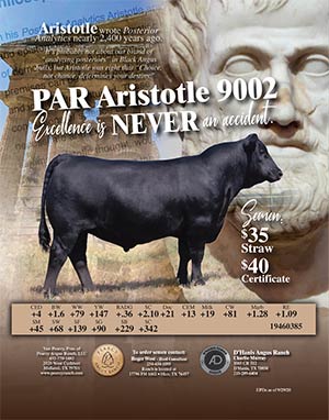 Pearcy Angus Ranch | Fairy, TX